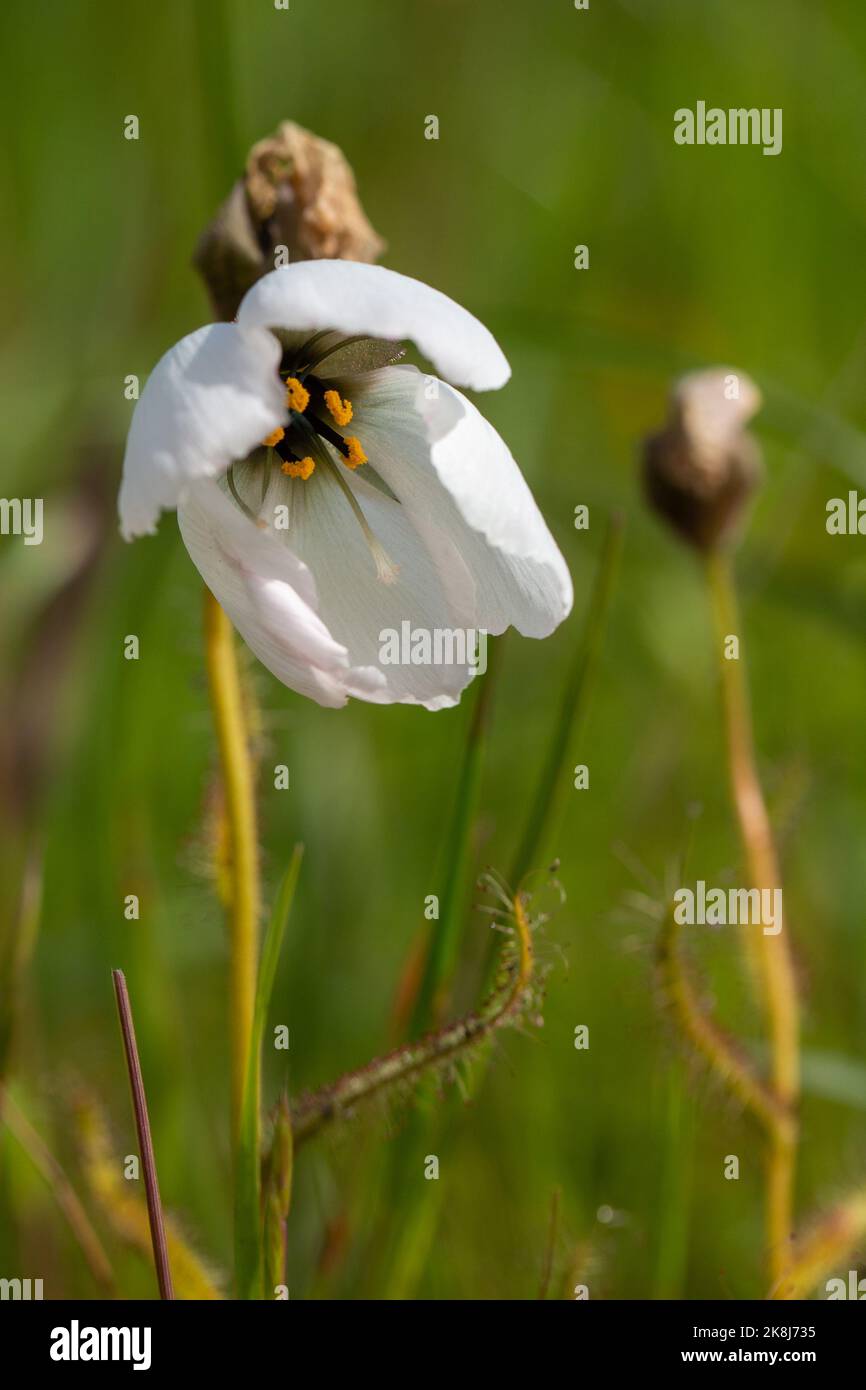 white flower of Drosera cistiflora near Darling in the Western Cape of ...