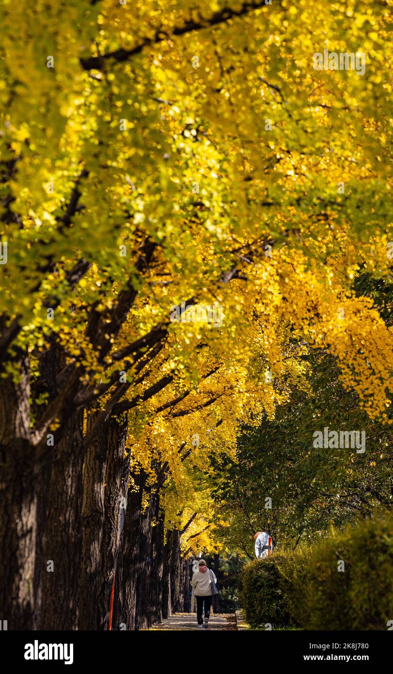 24th Oct, 2022. Ginkgoes in autumn color The leaves of ginkgo trees ...