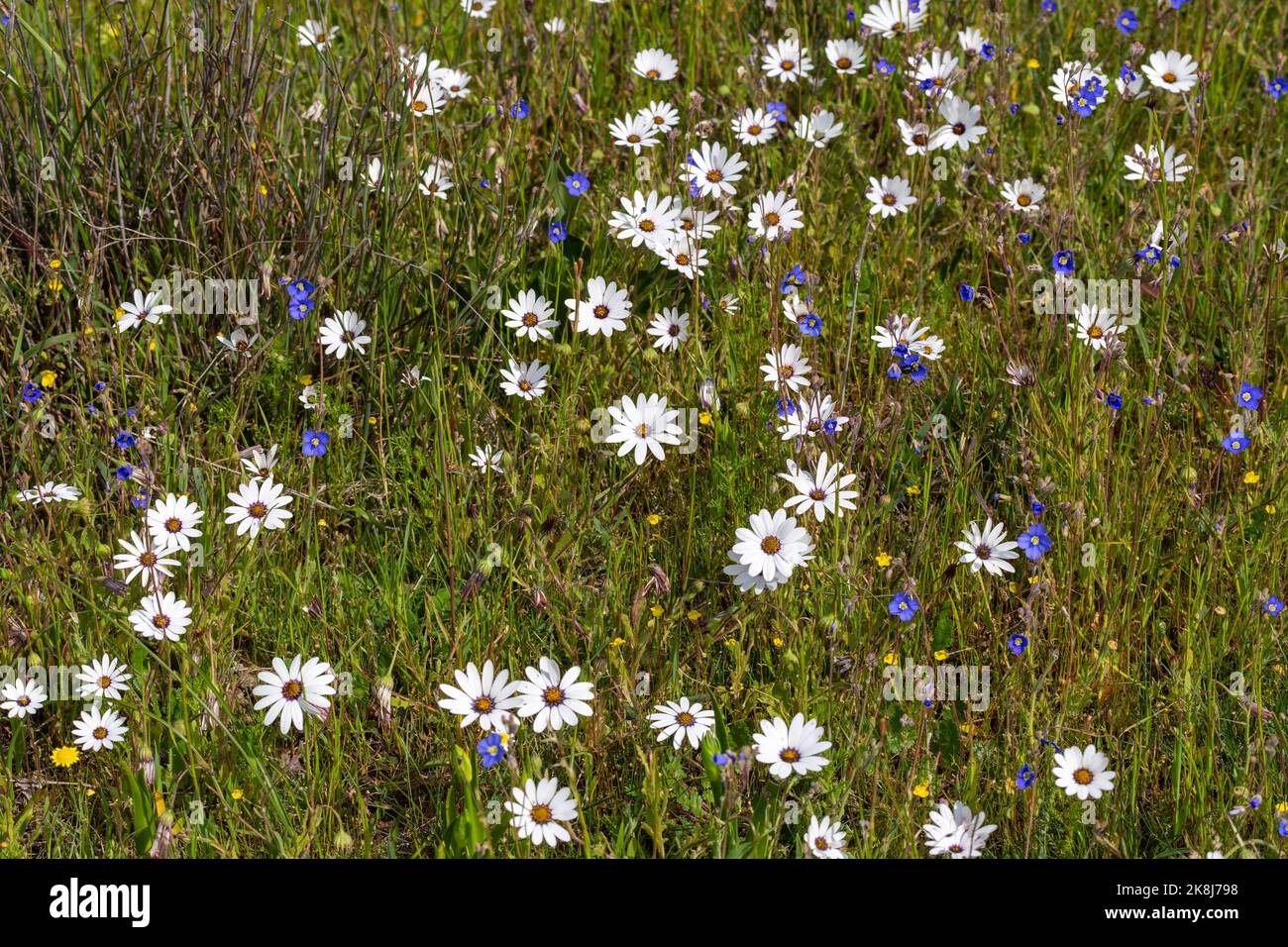 Cape Flower Region: Some white and blue flowers seen close to Darling ...