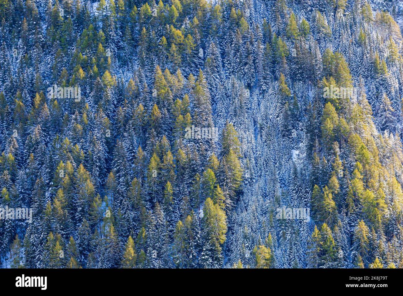 Steep mountain slope with spruce trees covered with snow Stock Photo ...