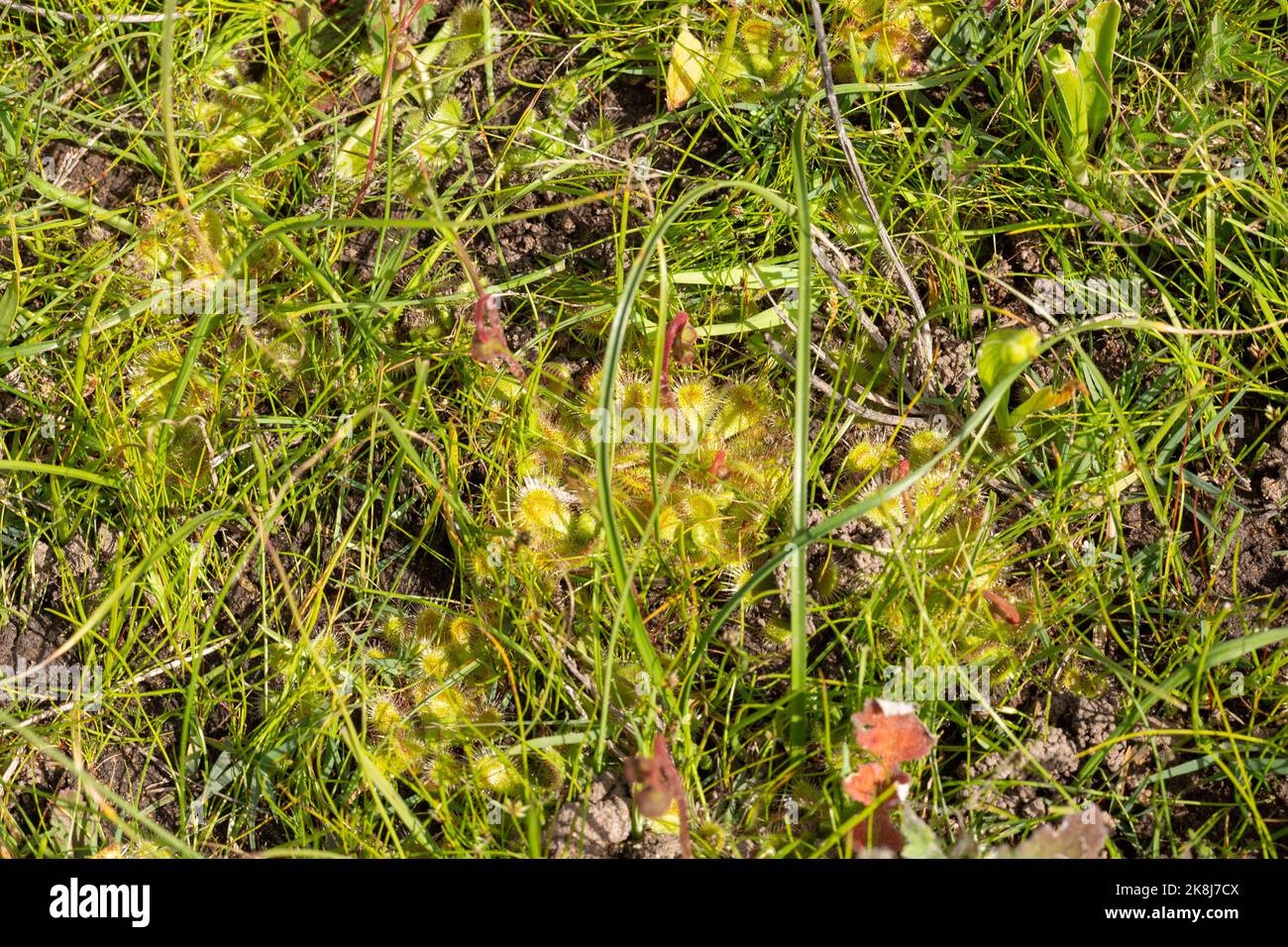 Drosera pauciflora growing in gras, taken near Darling in the Western ...