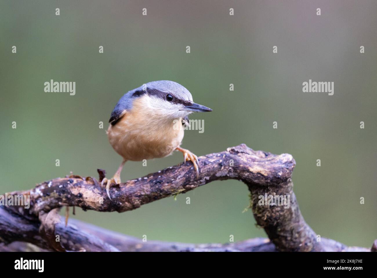 Nuthatch [ Sitta europea ] on stick facing camera with out of focus ...