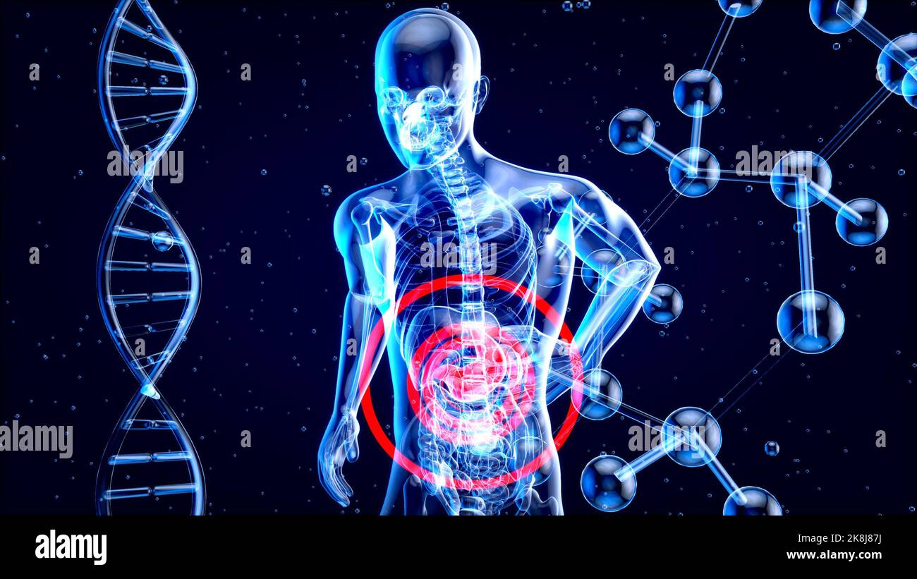 Abstract anatomy design of the stomach Stock Photo - Alamy