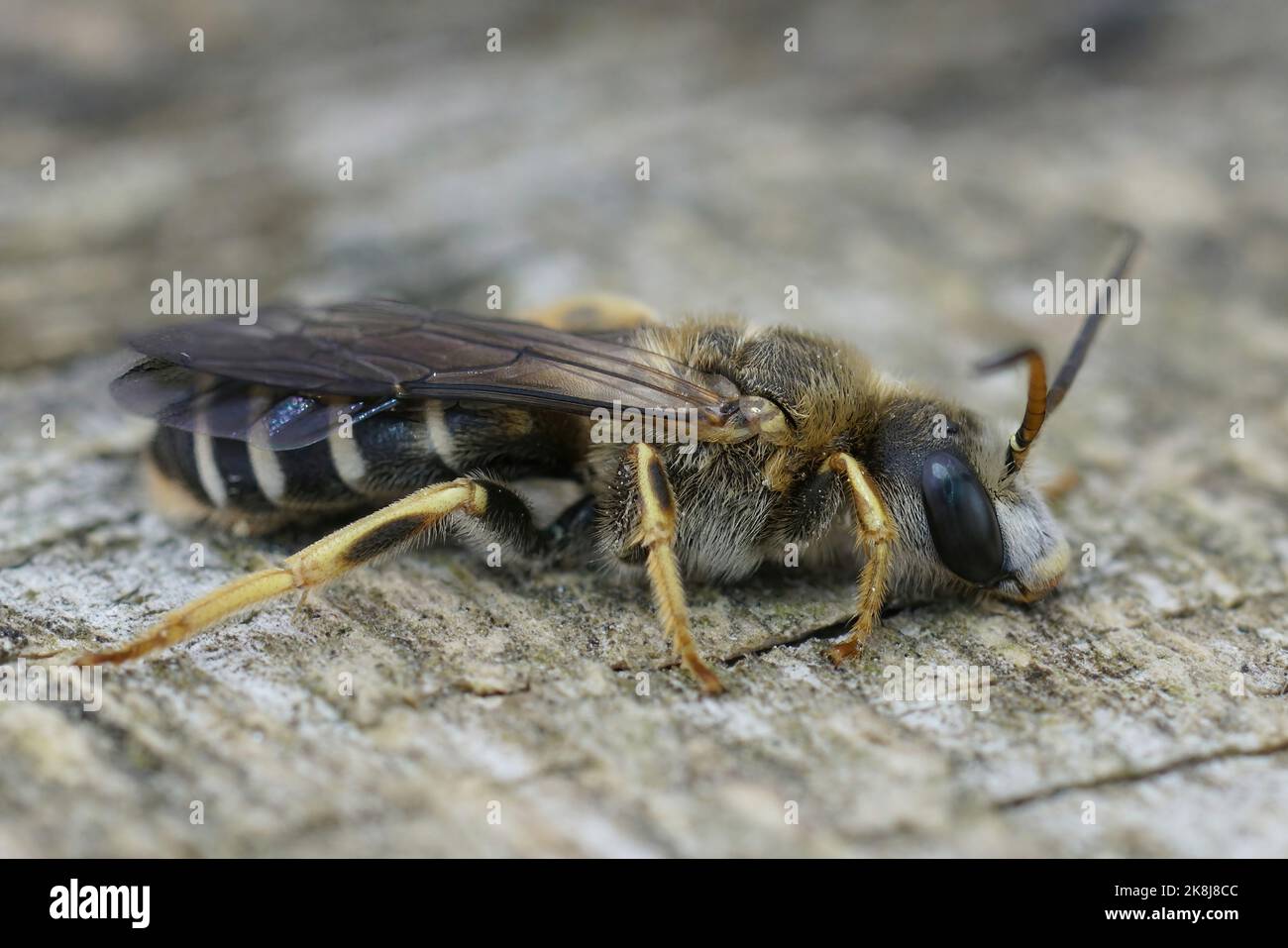 Detailed closeup on a hairy male Great banded furrow bee, Halictus ...