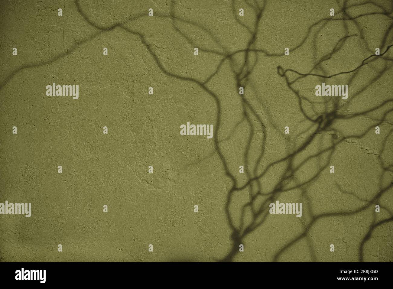 Willow branches shadow on olive green concrete wall texture background ...