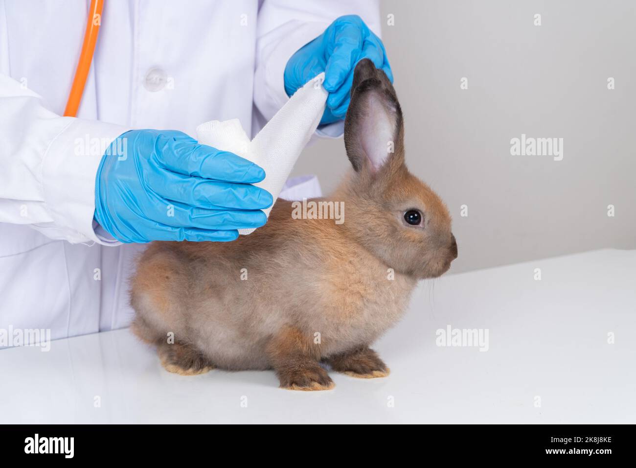 Veterinarians Used a bandage to Wrap around the fluffy rabbit broken ...