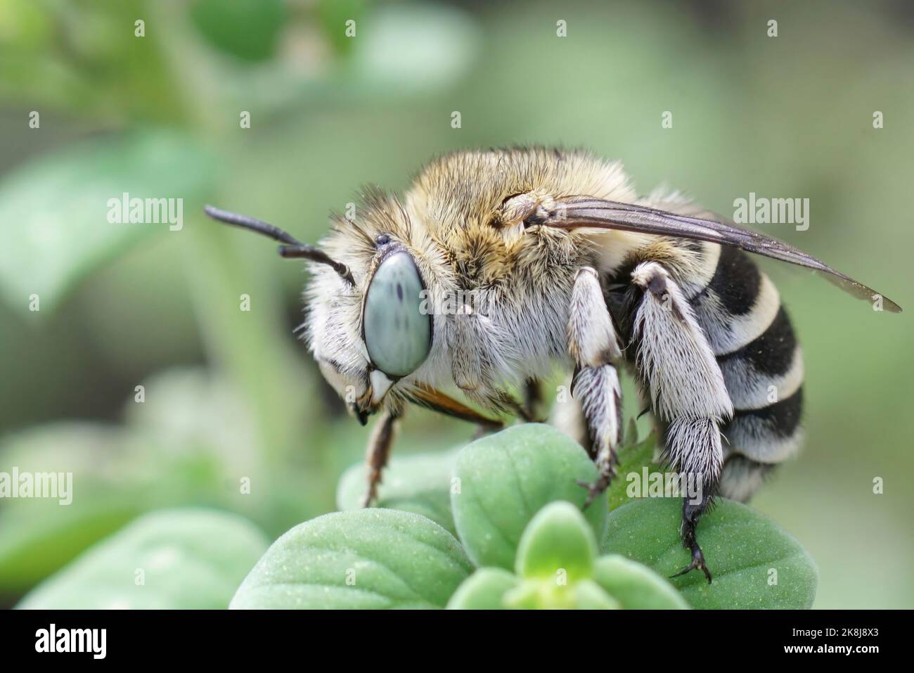 Closeup on a cute big-eyed White-cheeked banded digger bee, Amegilla ...