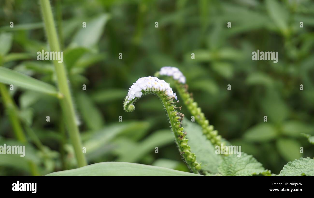 Closeup of flowers of Heliotropium indicum also known as Turnsole ...