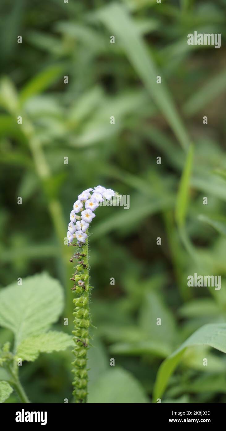 Closeup of flowers of Heliotropium indicum also known as Turnsole ...
