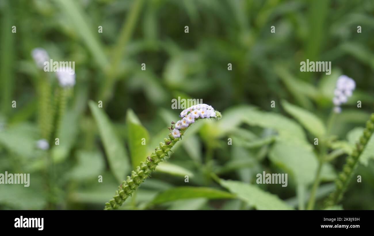 Closeup of flowers of Heliotropium indicum also known as Turnsole ...