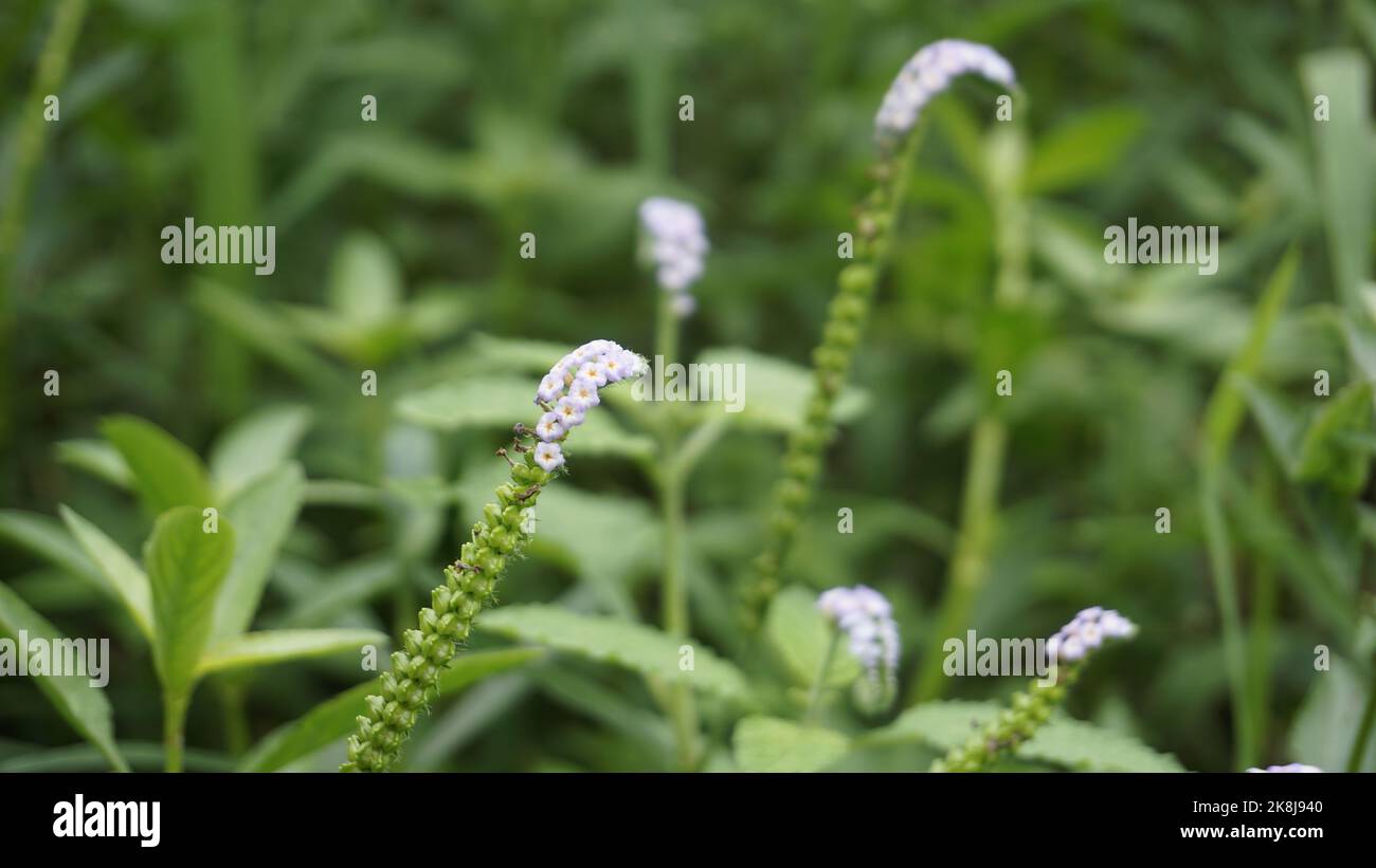 Closeup of flowers of Heliotropium indicum also known as Turnsole ...