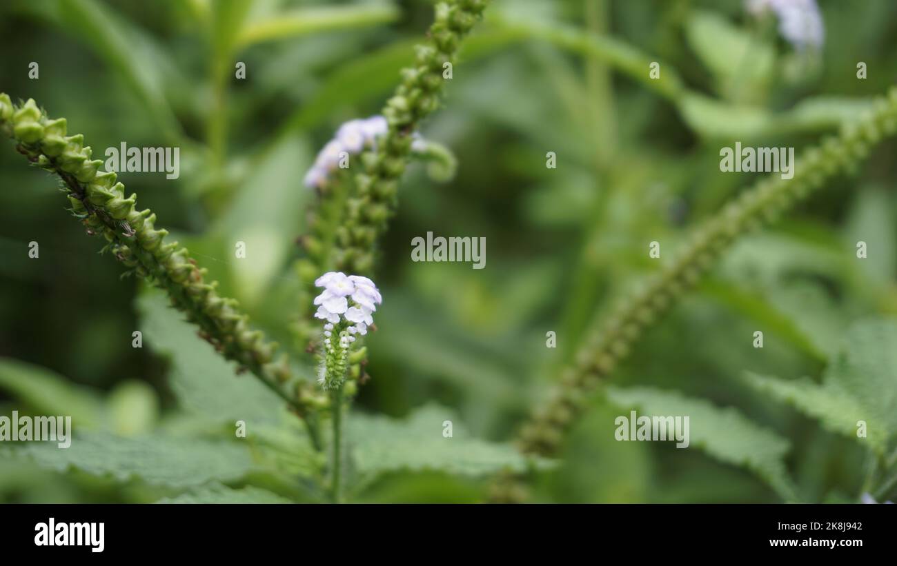 Closeup of flowers of Heliotropium indicum also known as Turnsole ...
