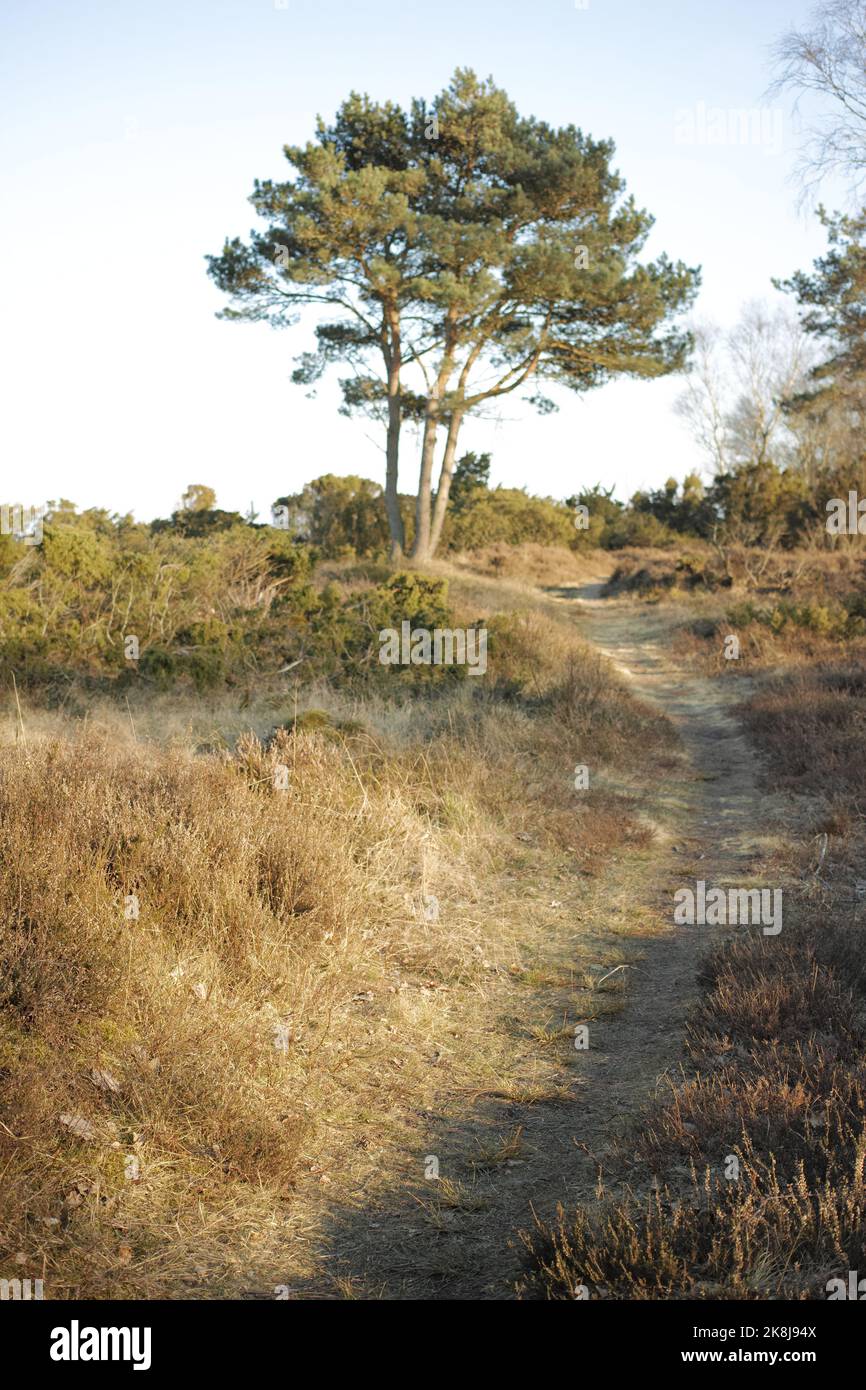 Forest wilderness. Uncultivated forest wilderness in Denmark - Odde ...