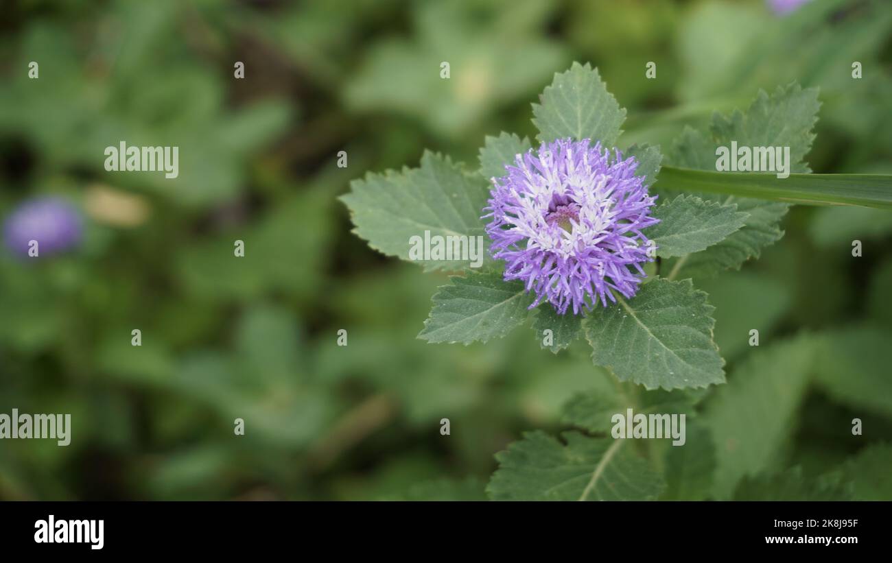 Closeup of beautiful flowers of Centratherum punctatum also known as ...