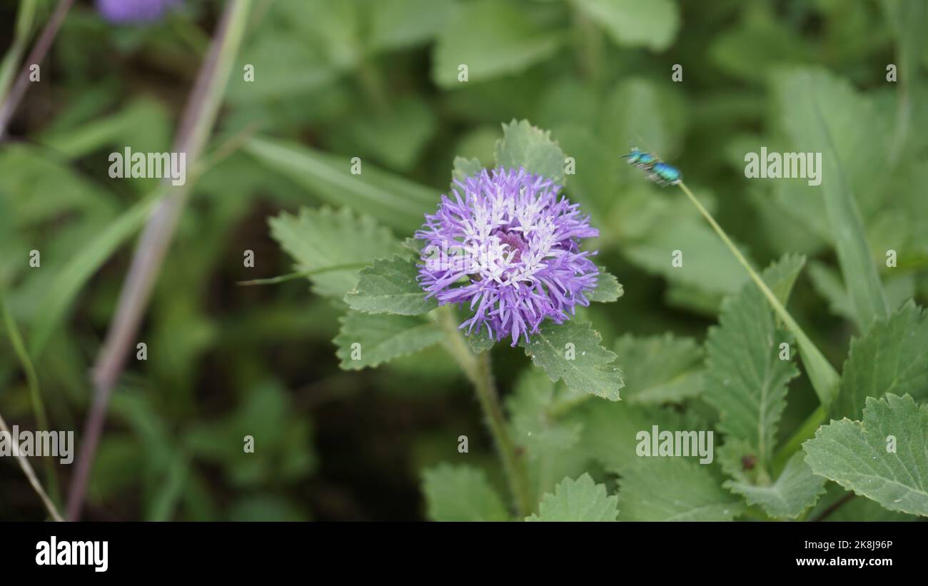Closeup of beautiful flowers of Centratherum punctatum also known as ...