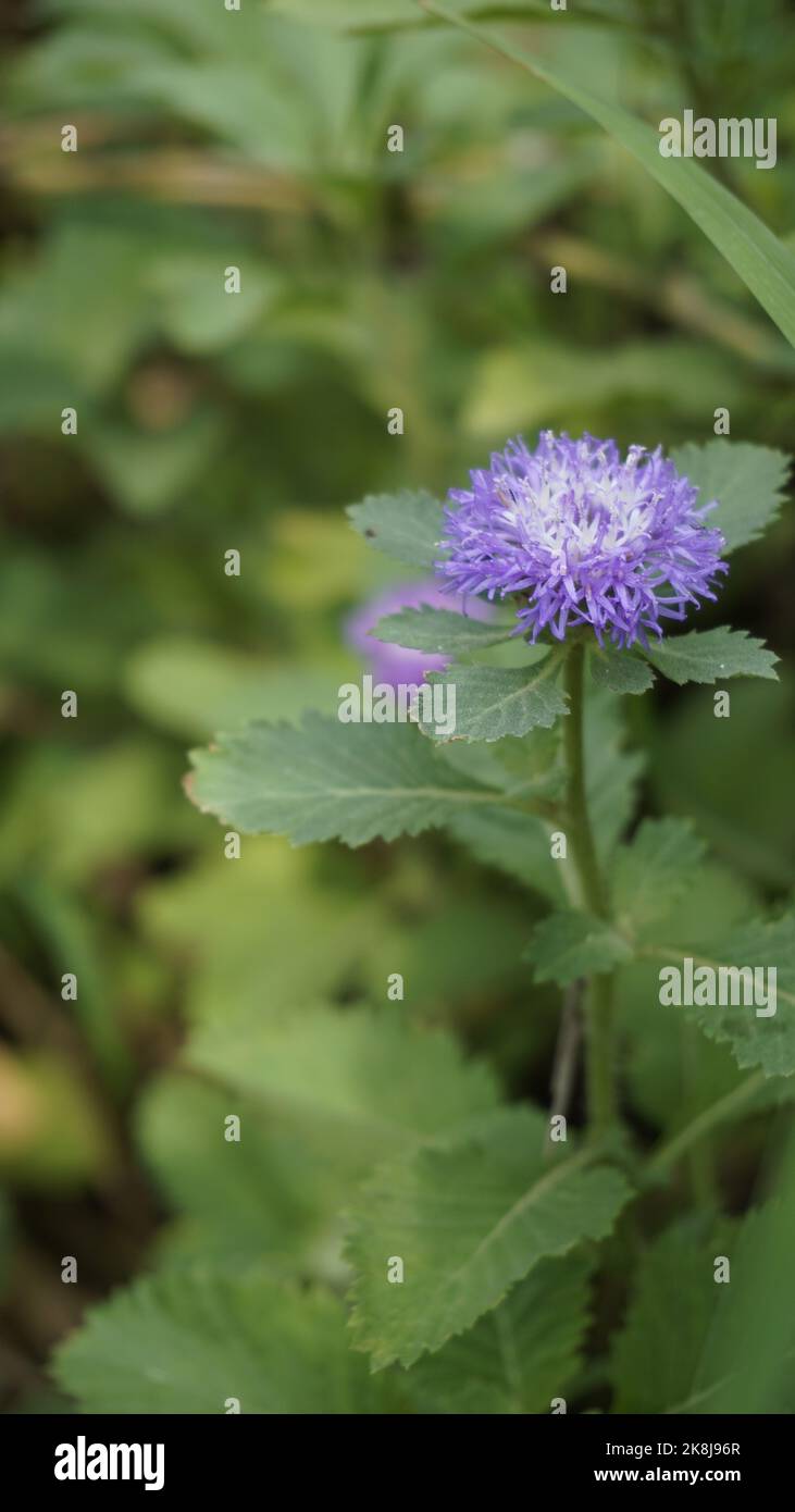 Closeup of beautiful flowers of Centratherum punctatum also known as ...