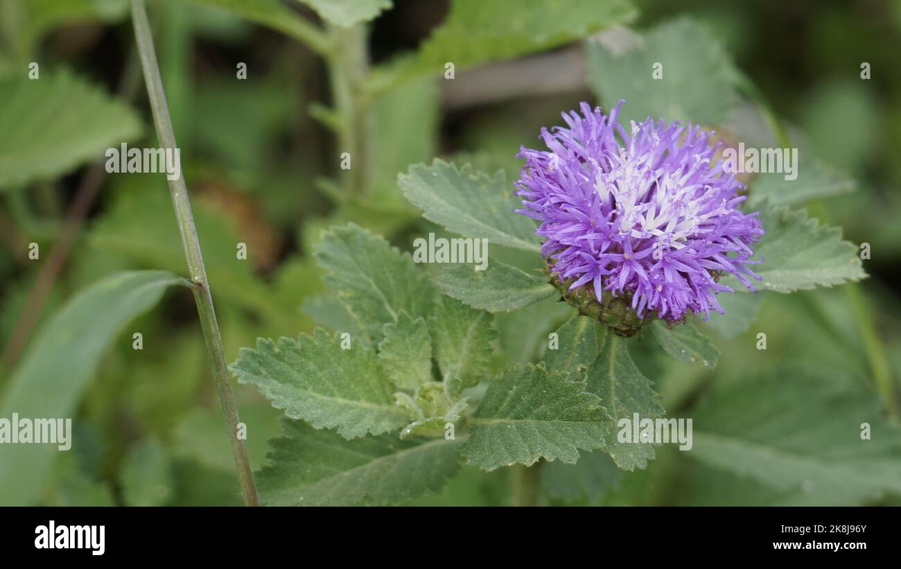 Closeup of beautiful flowers of Centratherum punctatum also known as ...