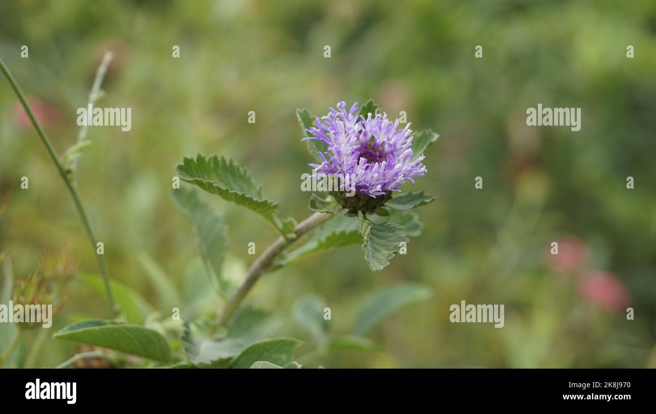 Closeup of beautiful flowers of Centratherum punctatum also known as ...