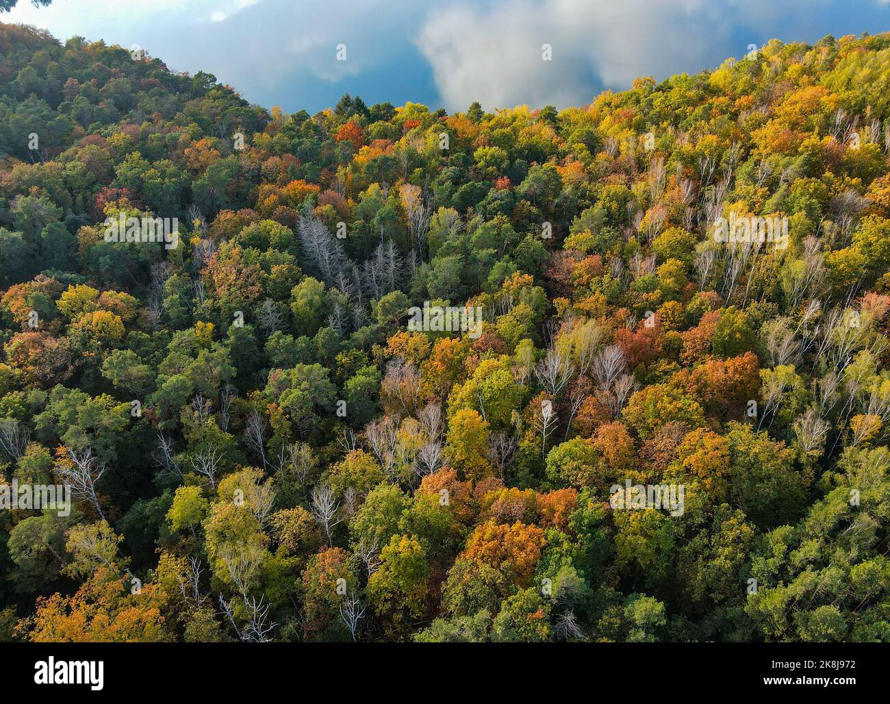Treplin, Germany. 22nd Oct, 2022. Deciduous trees shine in colorful ...