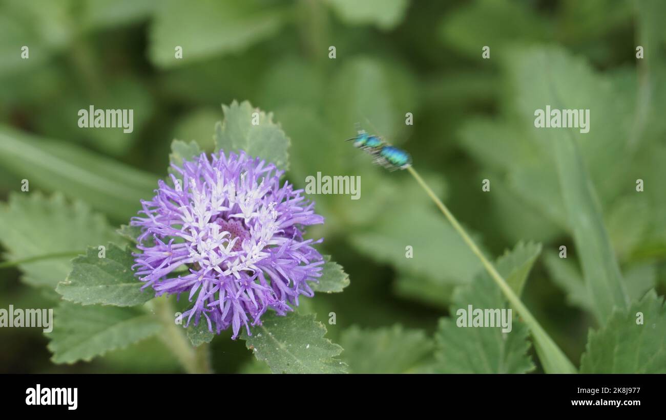 Closeup of beautiful flowers of Centratherum punctatum also known as ...