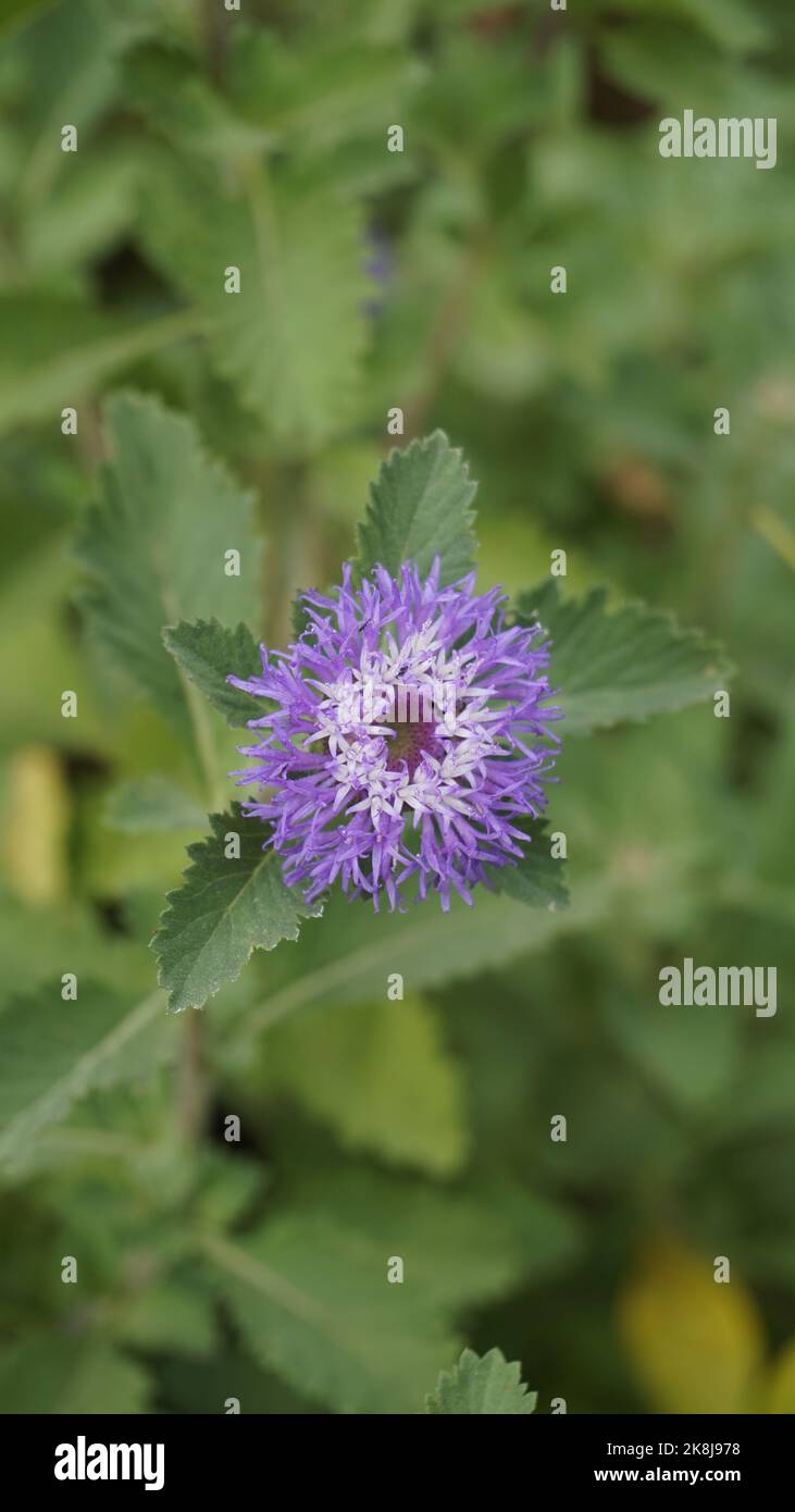 Closeup of beautiful flowers of Centratherum punctatum also known as ...