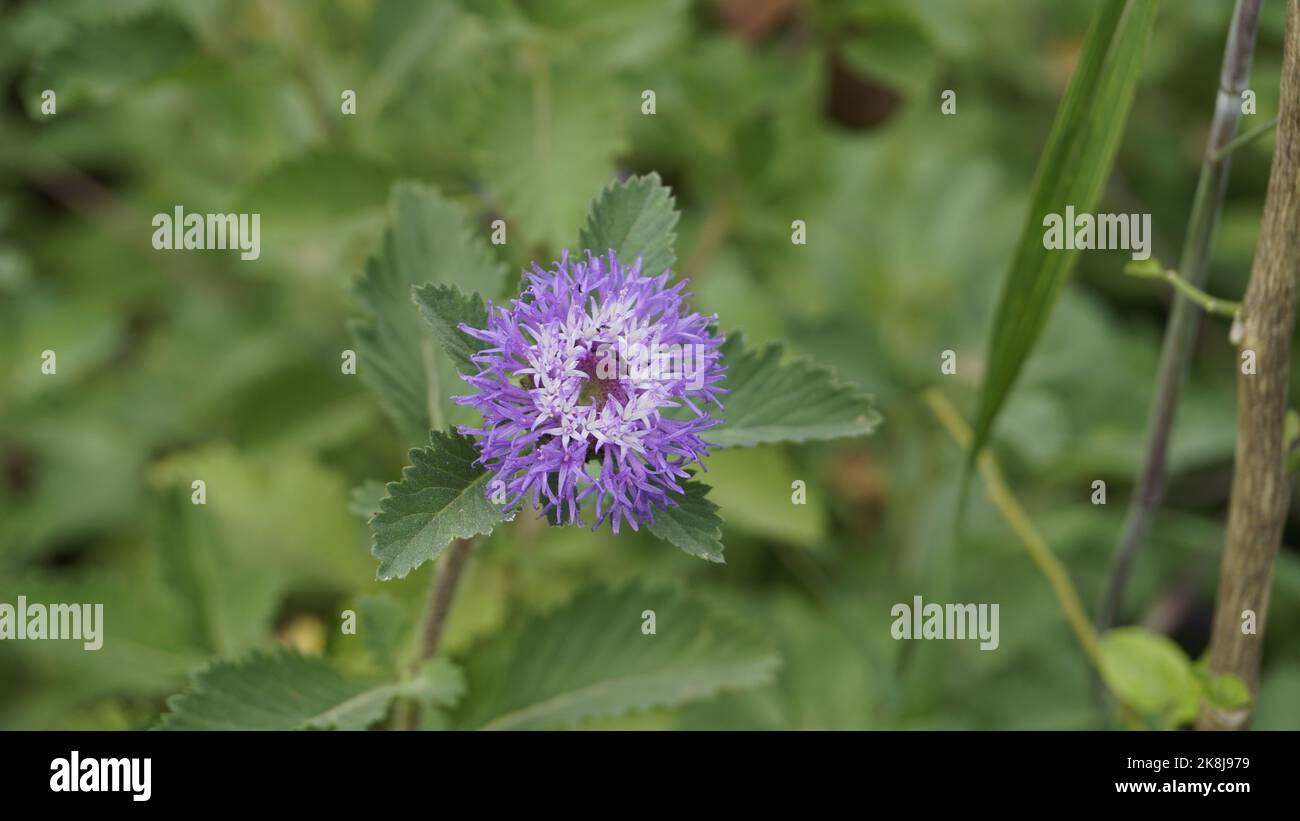Closeup of beautiful flowers of Centratherum punctatum also known as ...