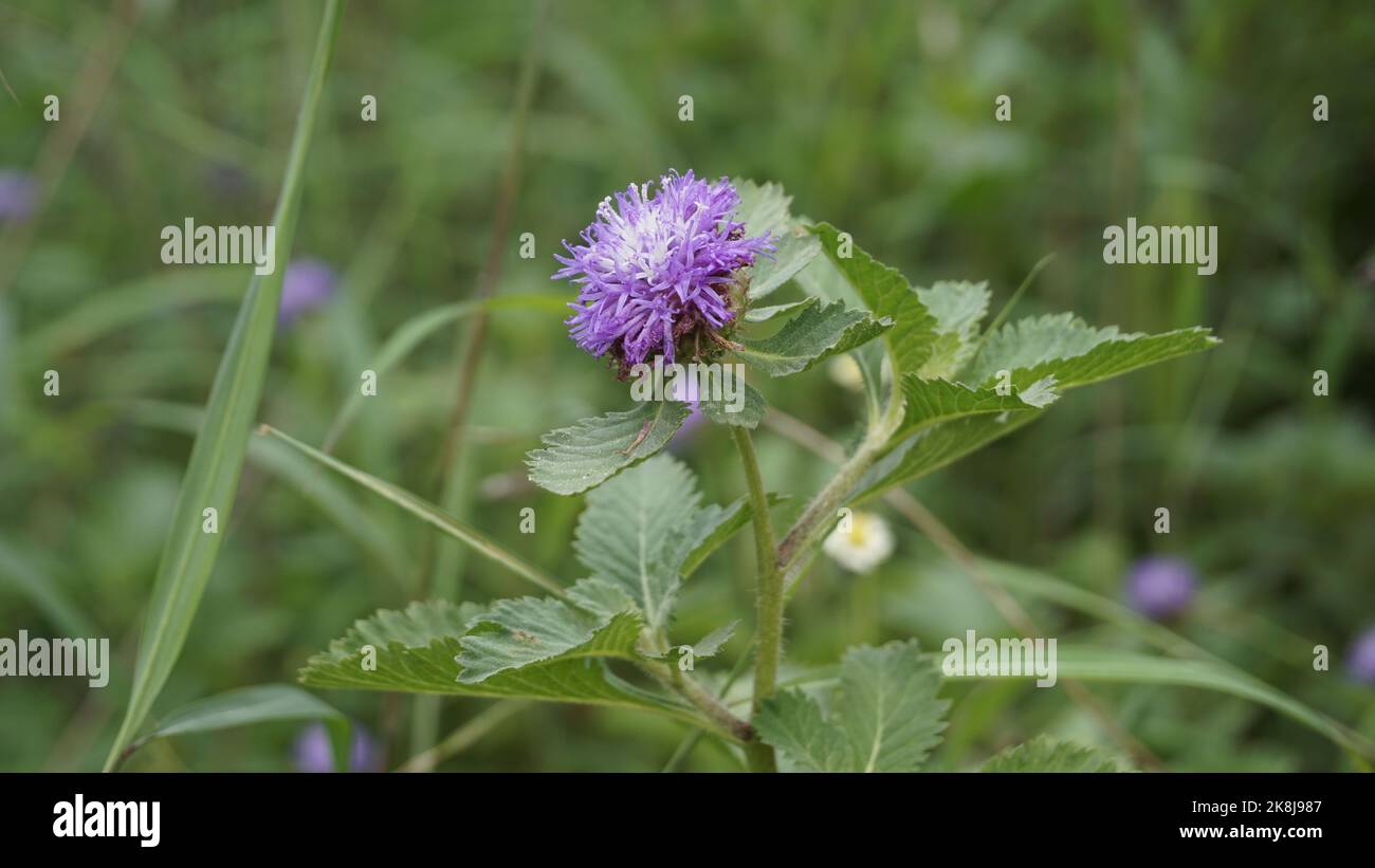 Closeup of beautiful flowers of Centratherum punctatum also known as ...