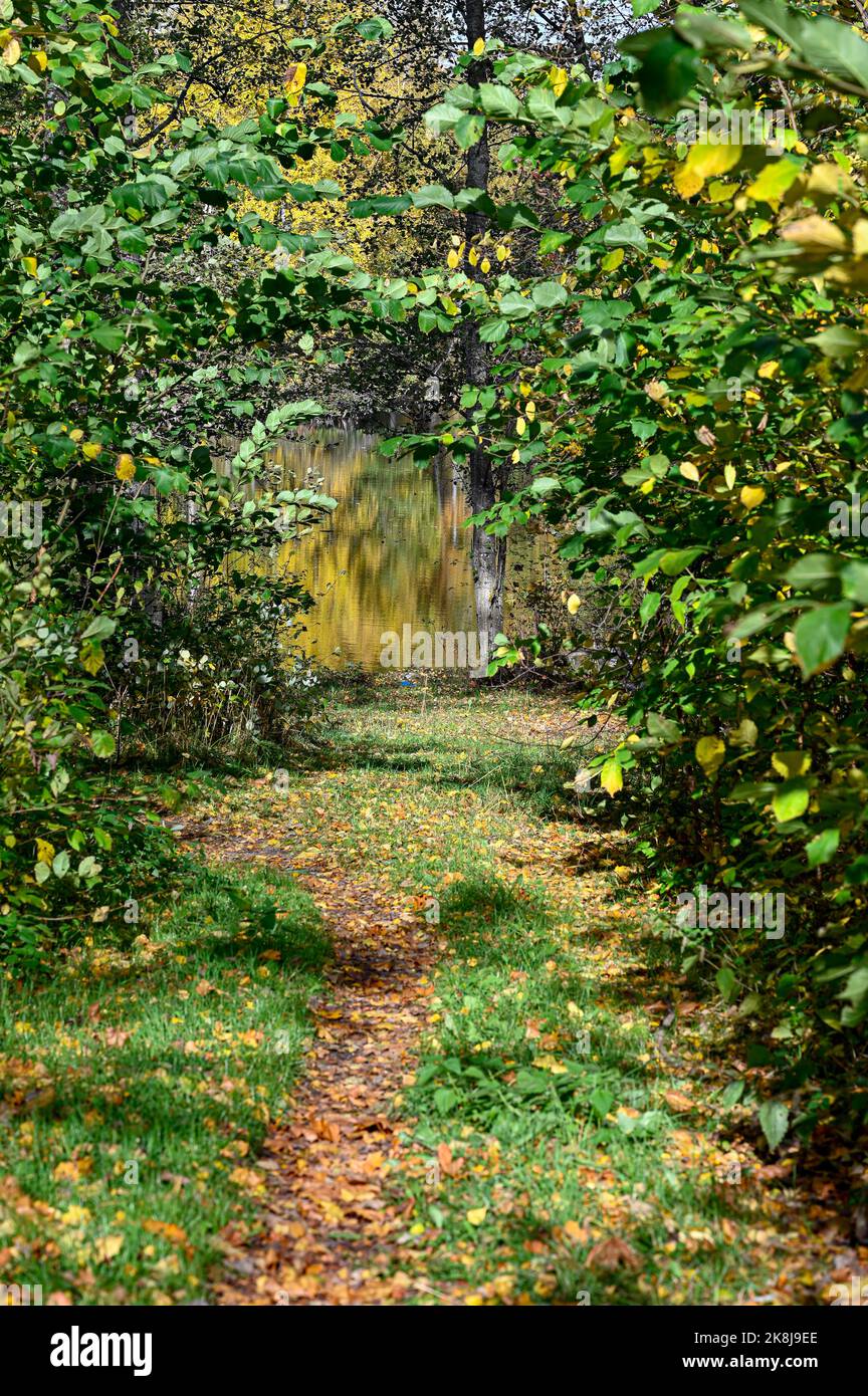 trail through autumn forest with yellow leaves Stock Photo - Alamy