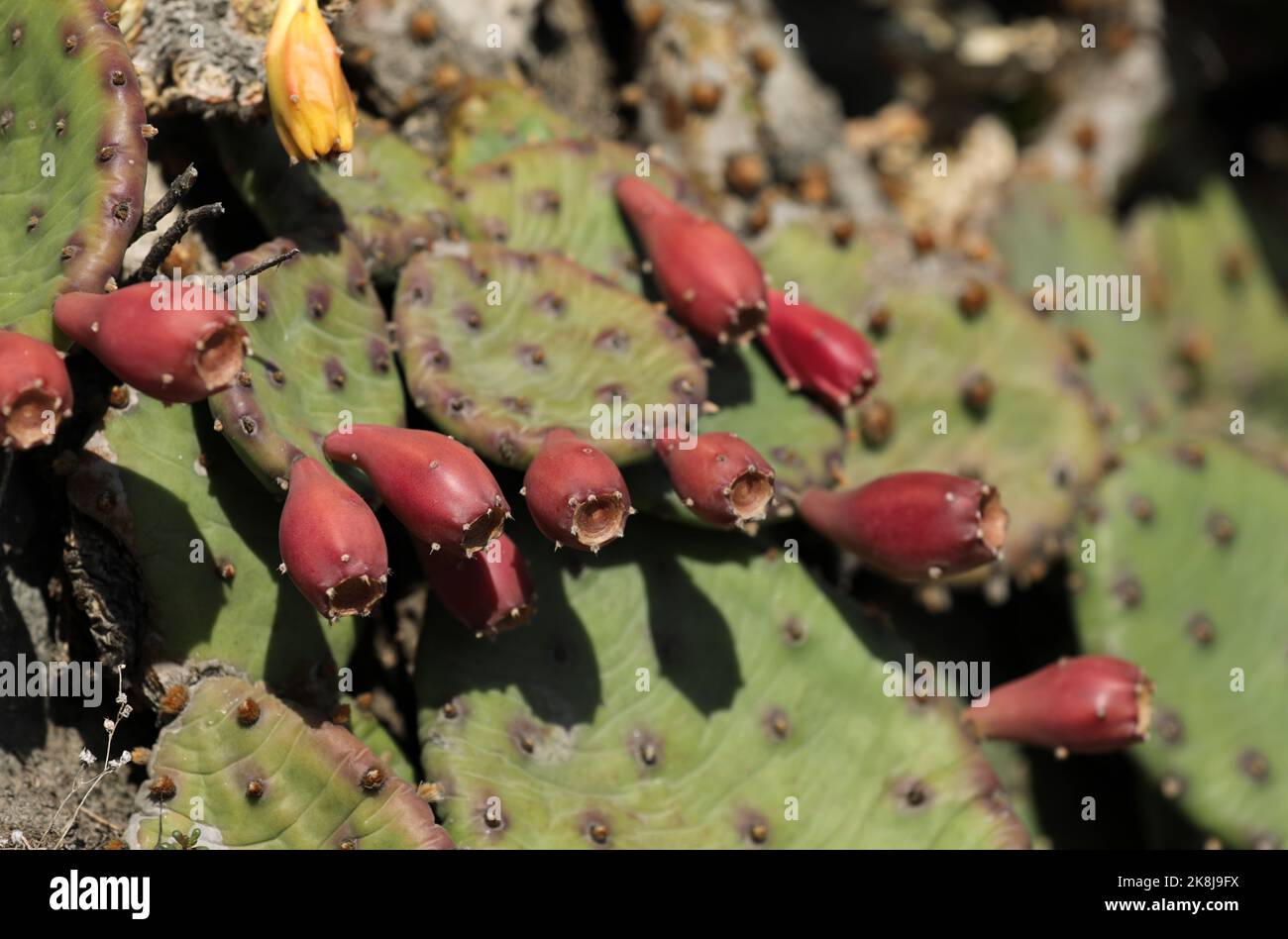 Prickly pear with fruits growing on a stone wall Stock Photo - Alamy