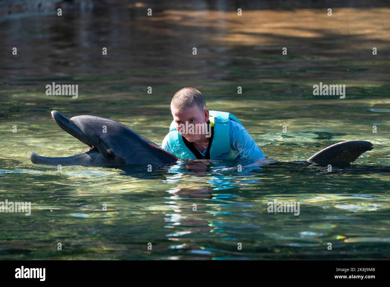 David Green, 14, from Denny, near Falkirk swims with a dolphin during ...