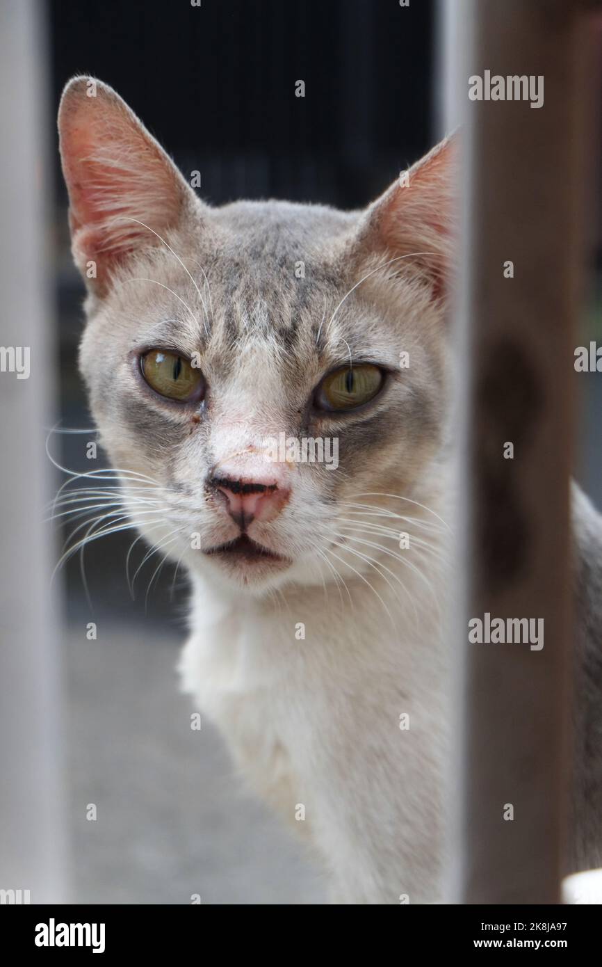 cat looking over the fence Stock Photo - Alamy