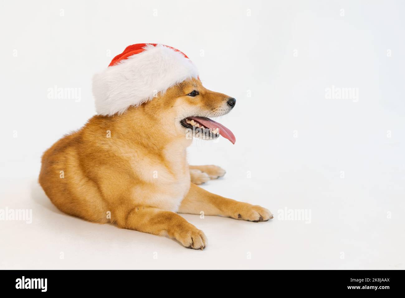 Cute sitting shiba inu dog on christmas santa hat stuck out funny ...