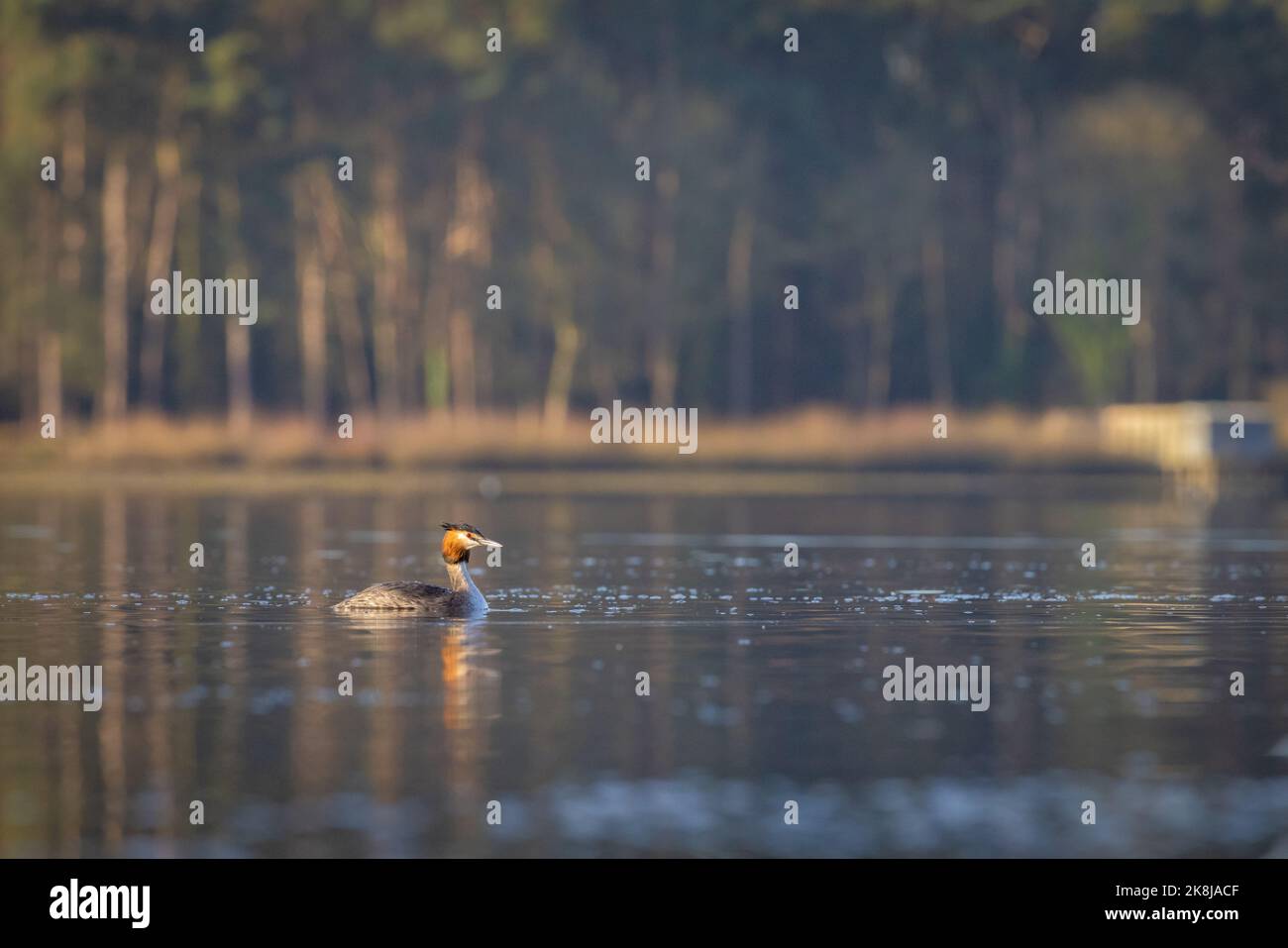 Great Crested Grebe [ Podiceps cristatus ] on lake in golden hour light ...