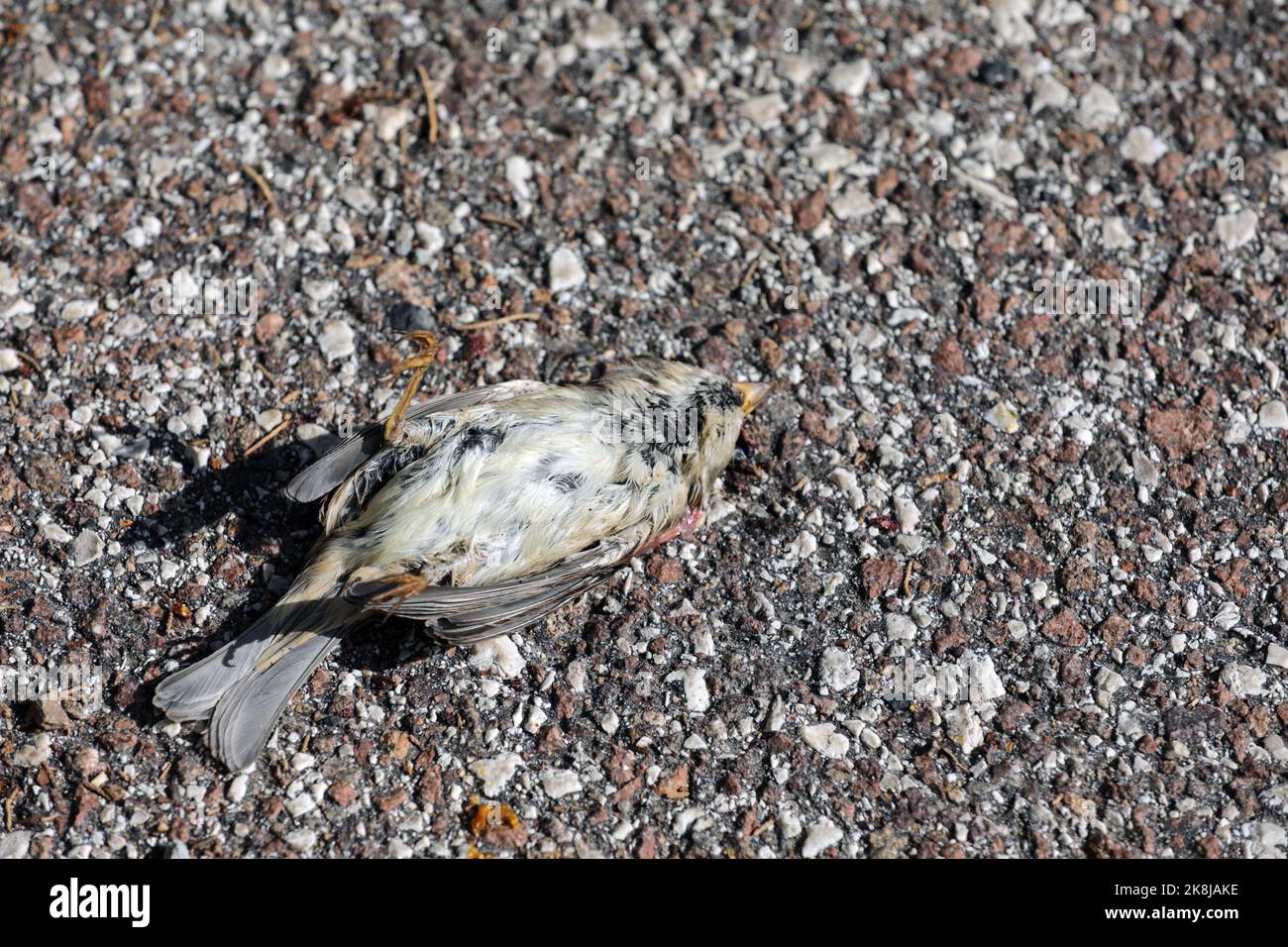 Dead bird on the ground Stock Photo - Alamy