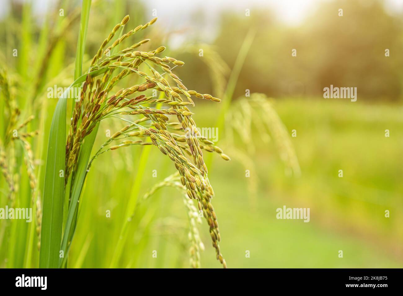 Close up of golden yellow rice ear of rice growing in autumn paddy ...