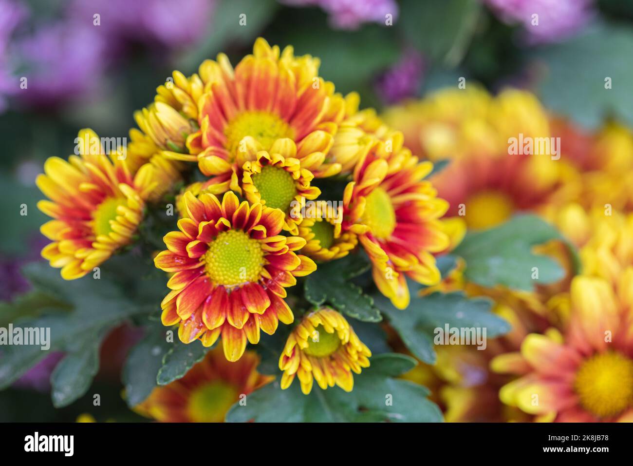 Red yellow bicolor hi-res stock photography and images - Alamy
