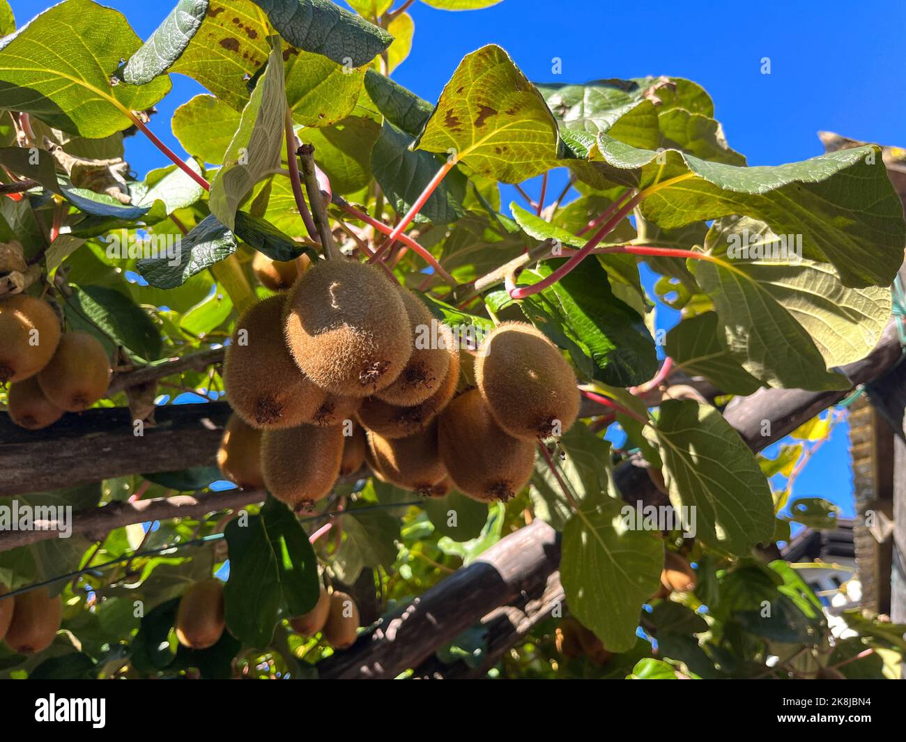 Kiwi plant on a trellis Stock Photo - Alamy