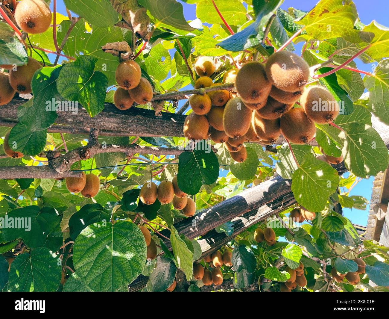 Kiwi plant on a trellis Stock Photo - Alamy