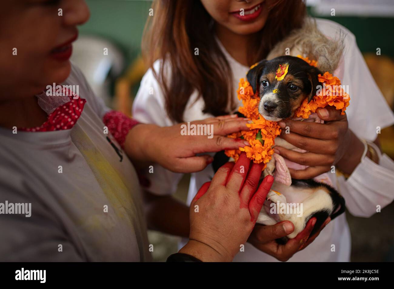 Nepal. 24th Oct, 2022. Peoples worships dogs to mark Kukur Tihar ...
