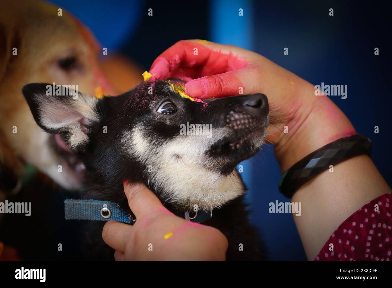 Nepal. 24th Oct, 2022. Peoples worships dogs to mark Kukur Tihar ...