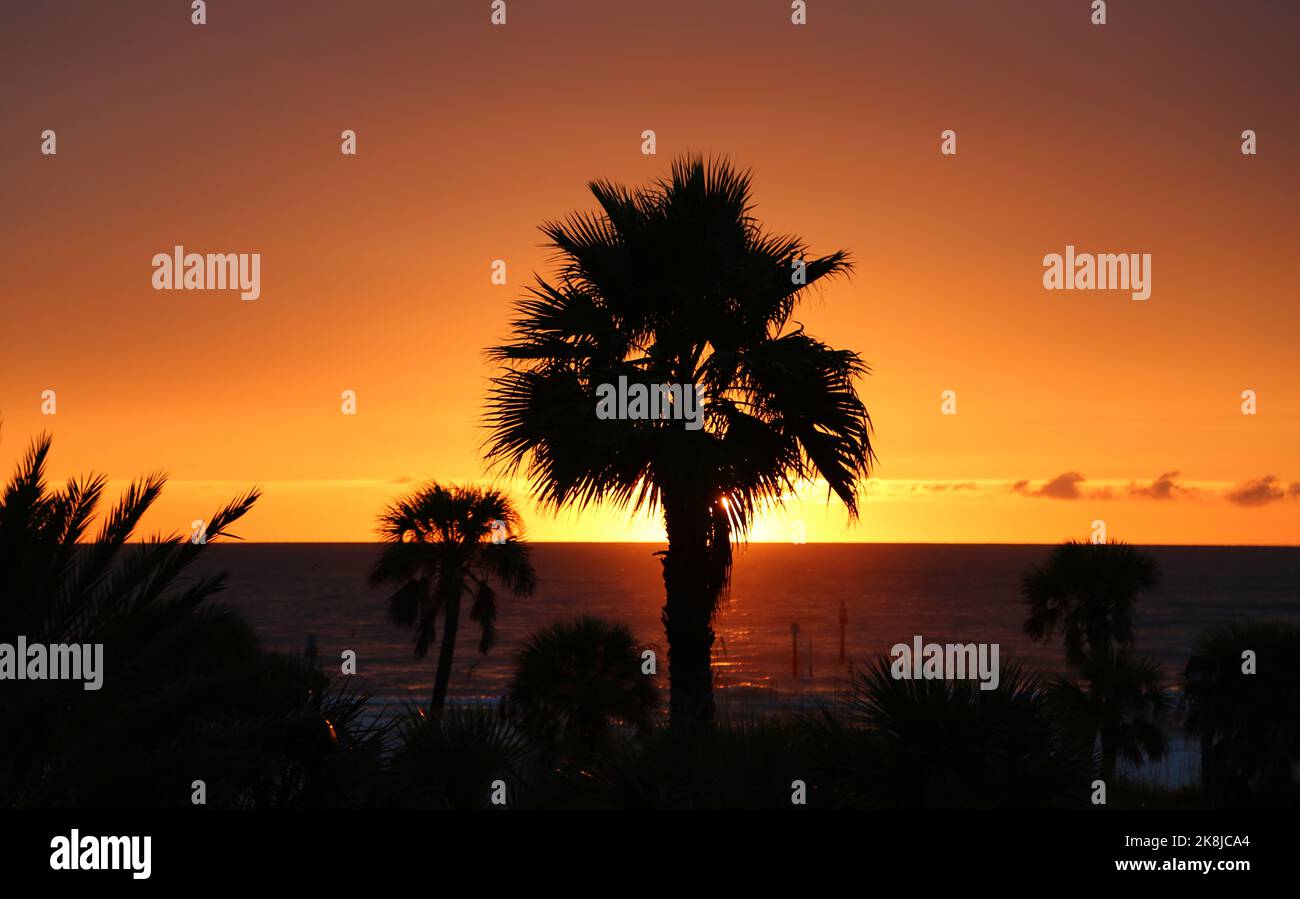 Sunset behind palm tree - Florida Stock Photo - Alamy