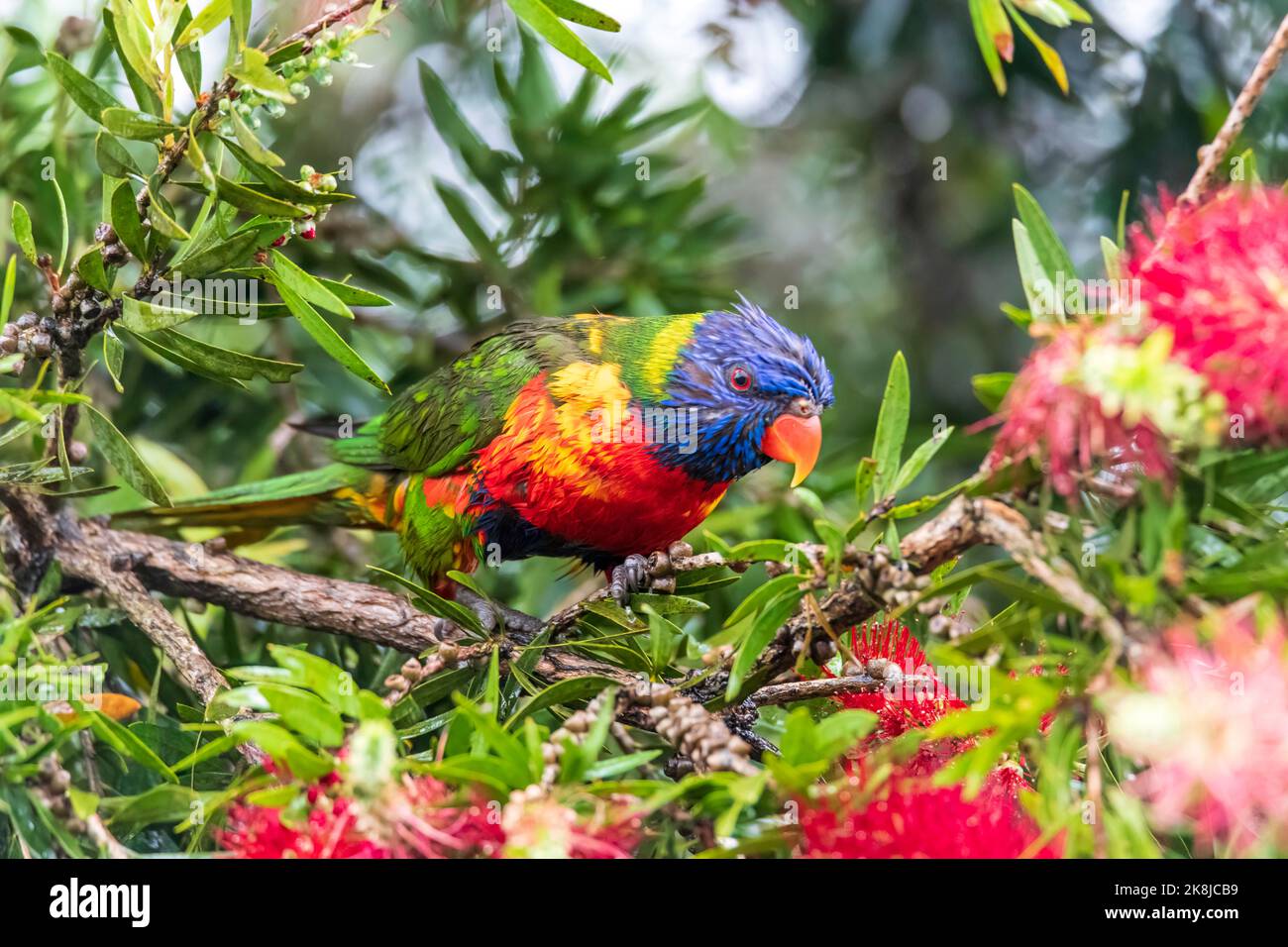 Rainbow Lorikeet enjoying the nectar of the Bottle Brush cone flowers ...