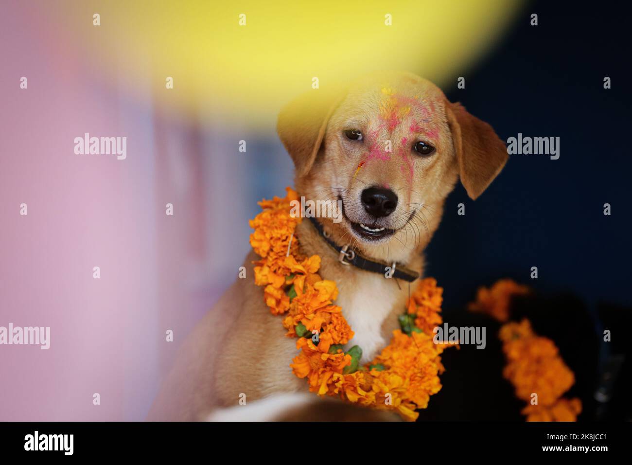 Nepal. 24th Oct, 2022. Peoples worships dogs to mark Kukur Tihar ...