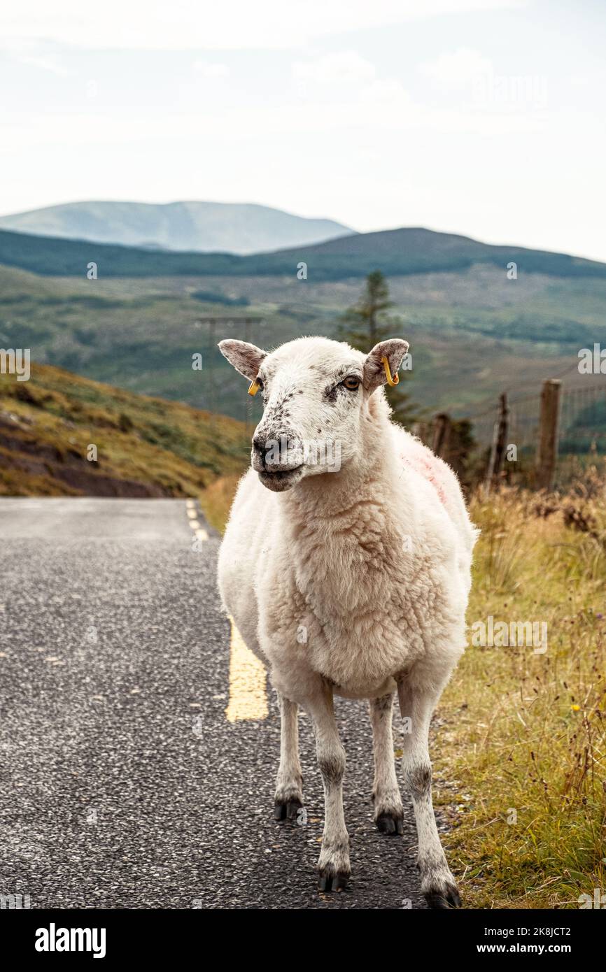 A single sheep on a road in Ireland on summer (with look into the ...