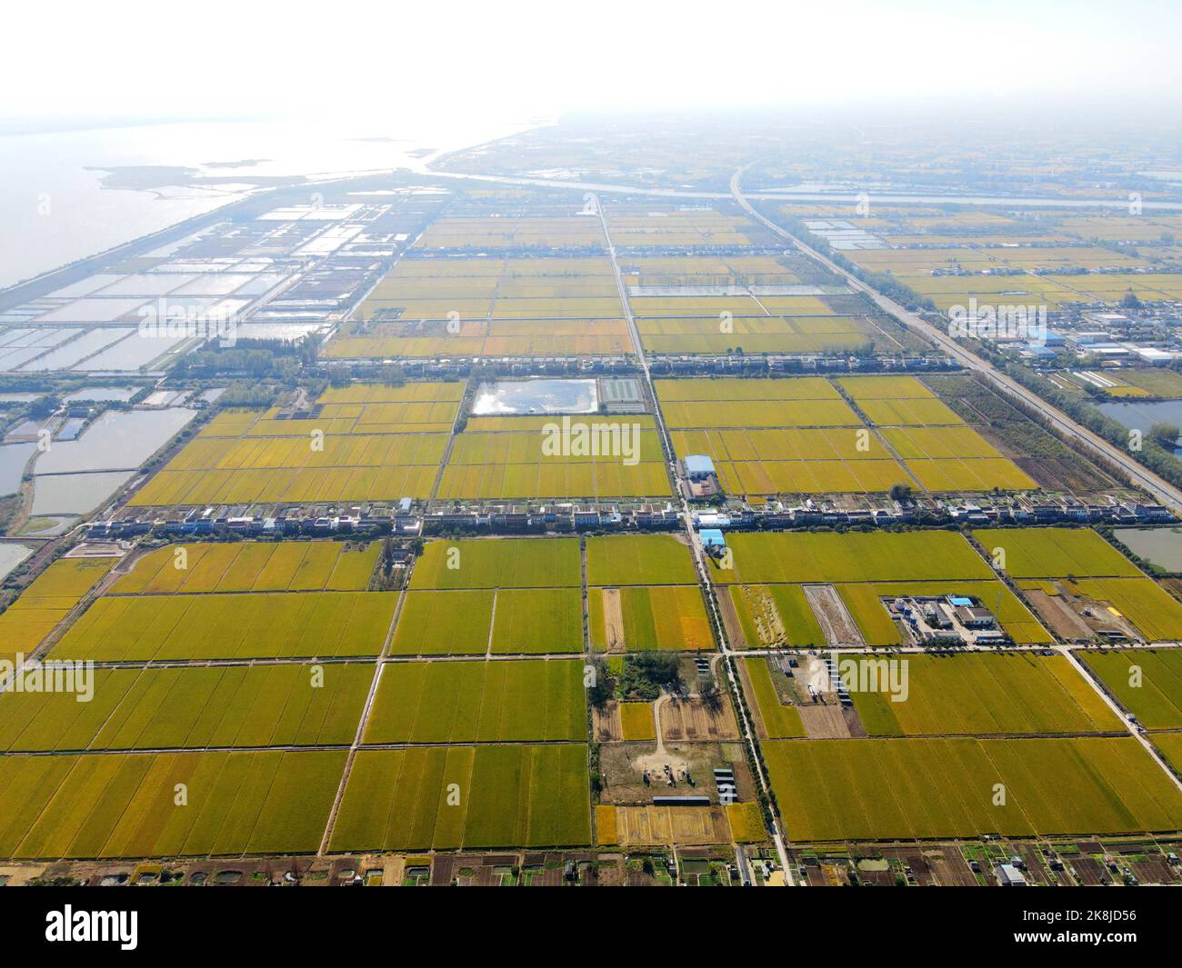 Aerial photos show thousands of acres of rice which smell wonderful are ...