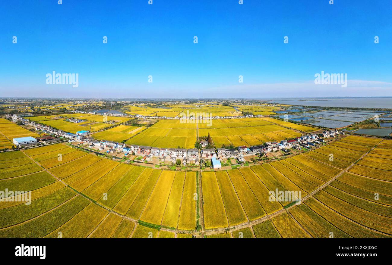 Aerial photos show thousands of acres of rice which smell wonderful are ...