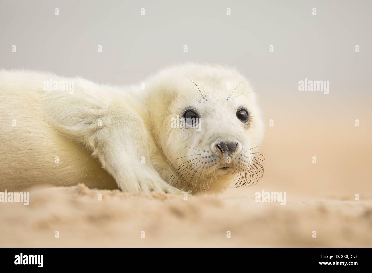 An adorable seal pup. Norfolk, UK: THESE ADORABLE images show a cute ...