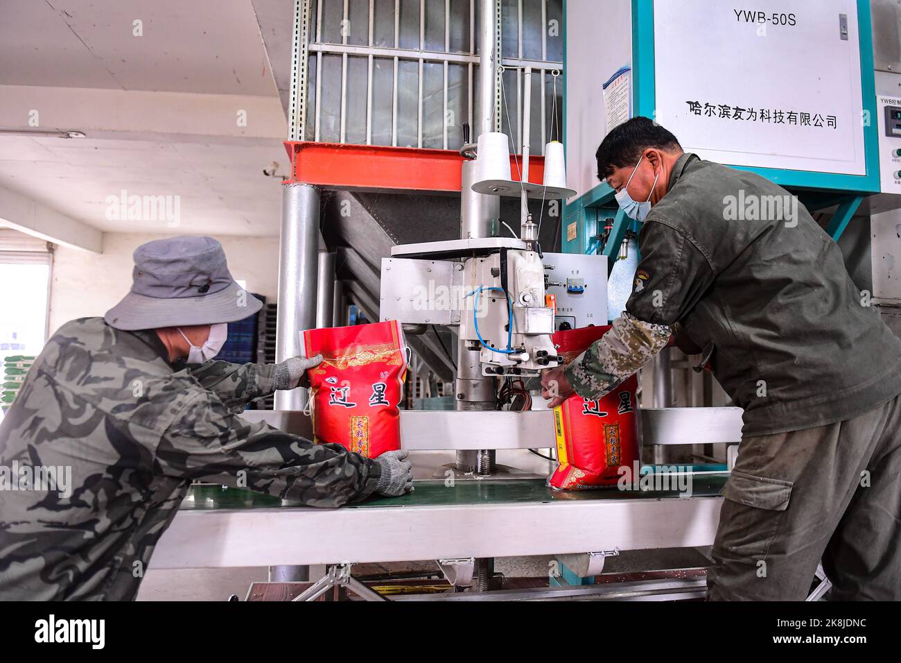 Farmers are processing rice in a processing factory in Shenyang City ...