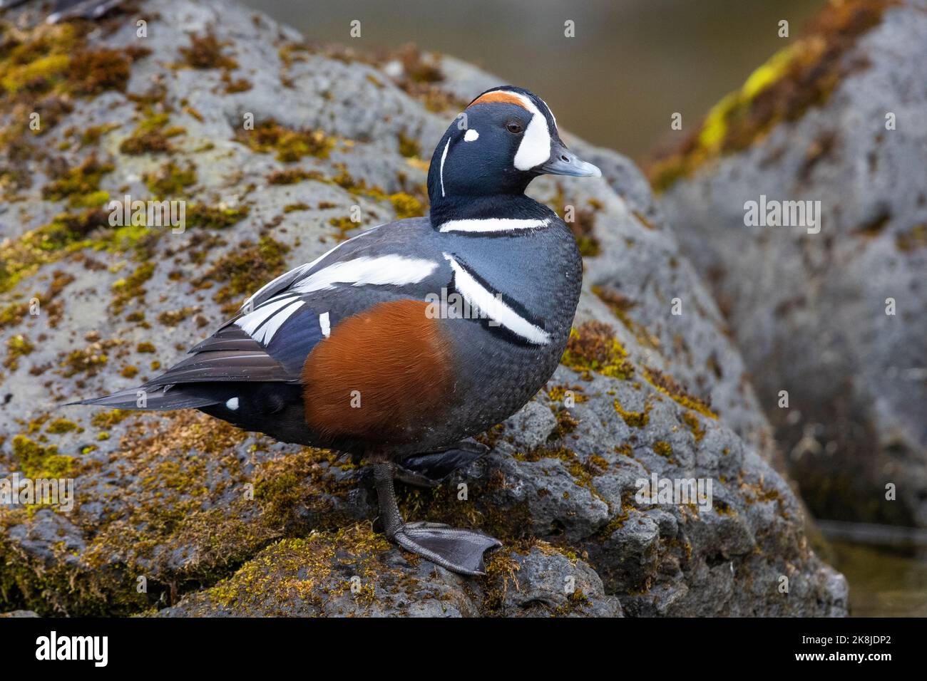Harlequin Duck (Histrionicus histrionicus), side view of an adult male ...