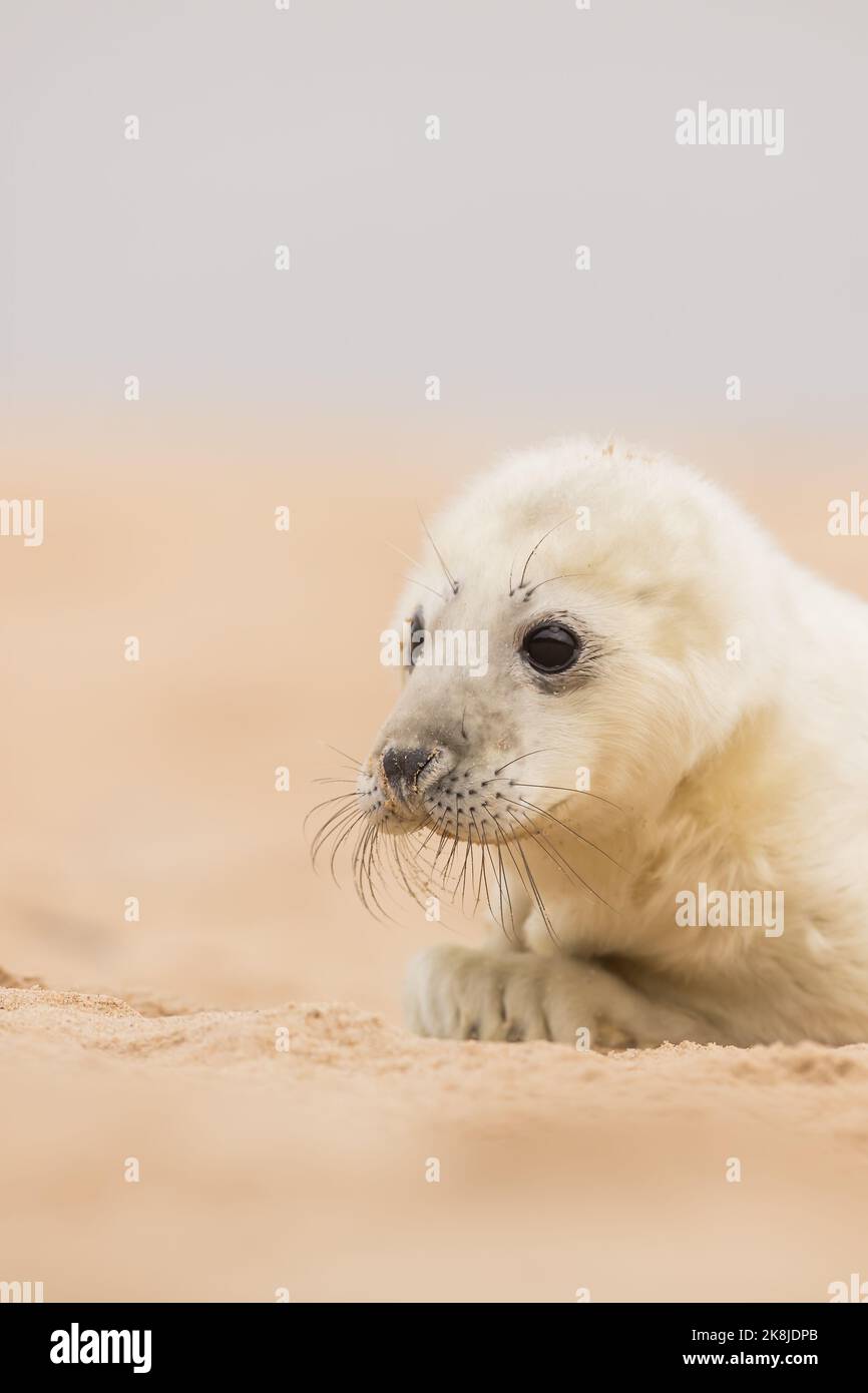 The pup has yet to loose its fluff. Norfolk, UK: THESE ADORABLE images show a cute baby seal ...